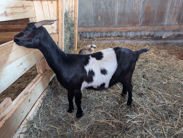 The Long and Winding Road Leads To Meyer’s Goat Shack And A Dream ...